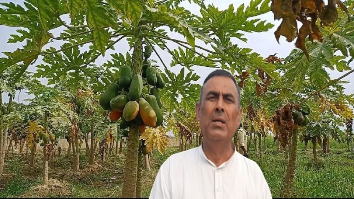 Success Story: रिटायर्ड सैनिक ने मेहनत से बदली तकदीर, पपीता किसान बन ...