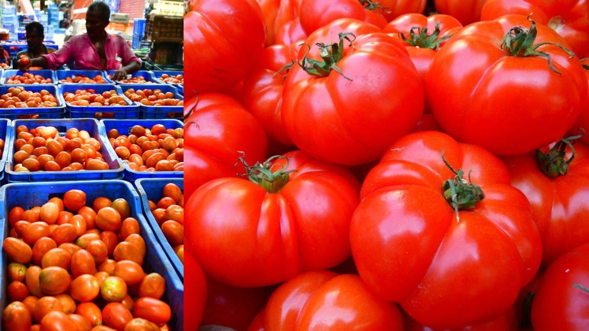 தக்காளி: இந்த விவசாய குடும்பத்தின் தலையெழுத்தே மாறிடுச்சு.. விலை ...