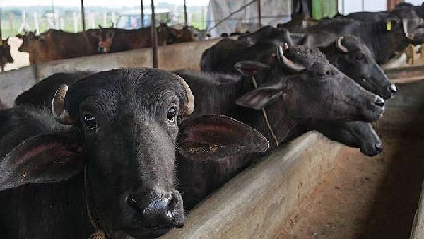 கறவை மாடுகள் வாங்க 200 கோடி கடன்.. தமிழ்நாடு அரசு வேற லெவல் ...