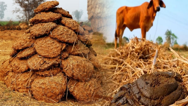 ఇండియాలో బంగారు గనిల ఆవు పేడ.. క్యూ కట్టి కొంటున్న దేశాలు.. అక్కడ ఫుల్ డిమాండ్.. | Cow Dung ...